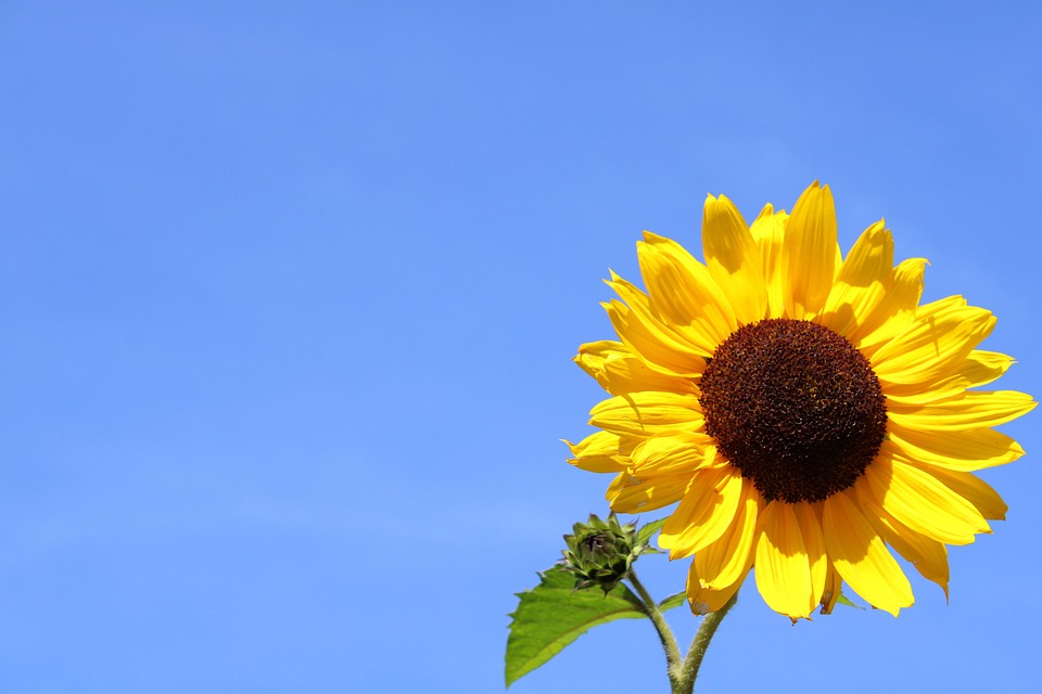 Tournesol Flower Blossom - Photo gratuite sur Pixabay