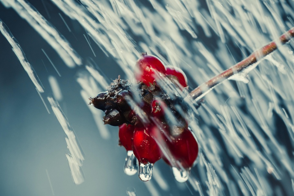 Holly Drops Rain - Free photo on Pixabay