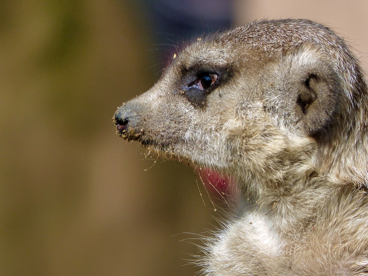 Suricate Gardien - Photo gratuite sur Pixabay - Pixabay