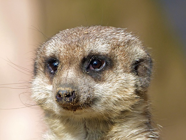 Meerkat Guardian Zoo - Free photo on Pixabay - Pixabay