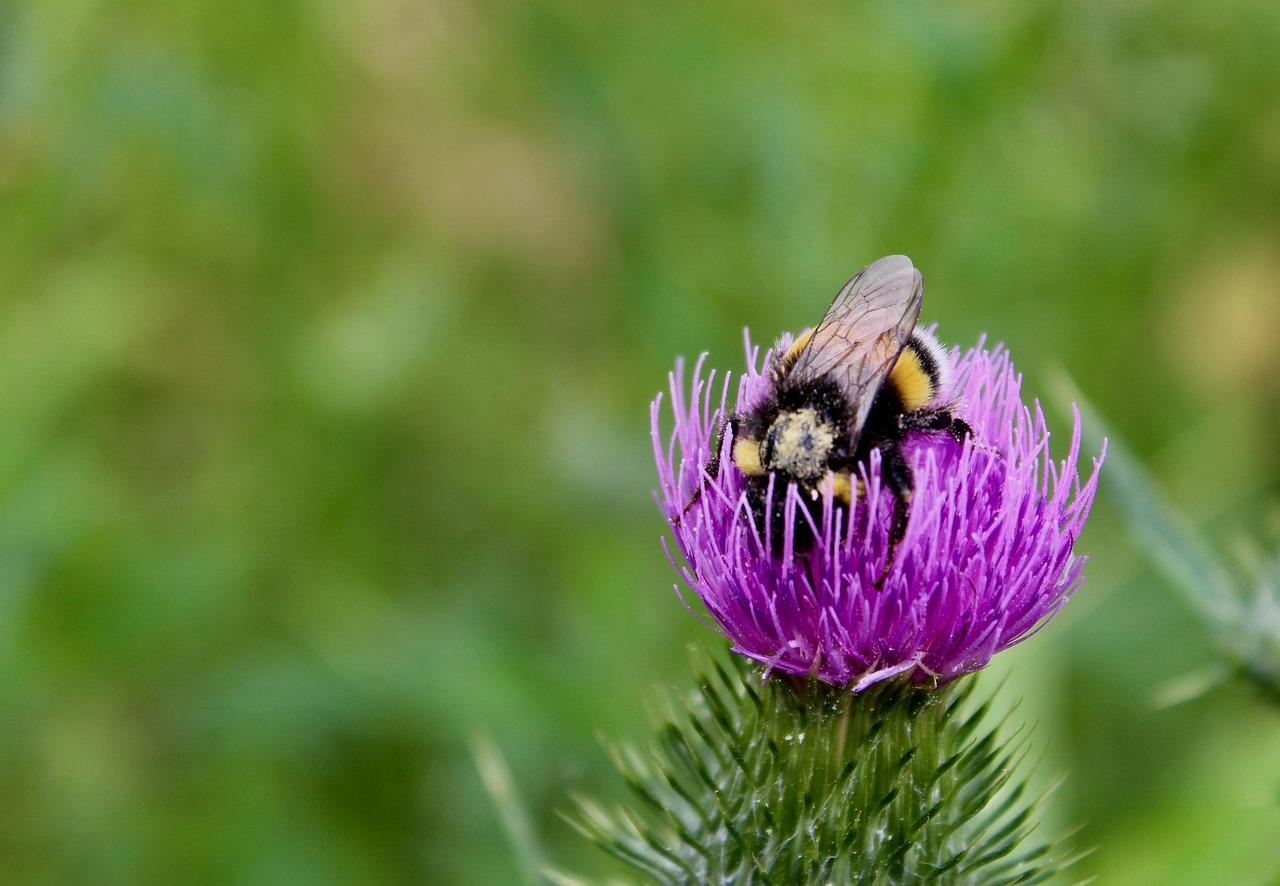 Bumblebee Nature Bug - Free photo on Pixabay