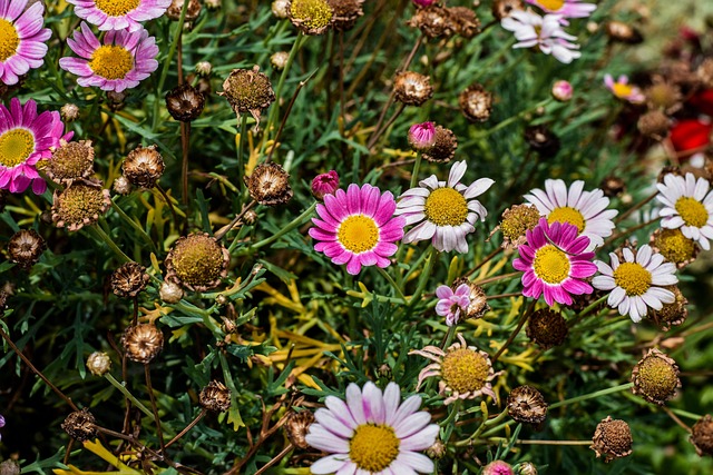 Bunga-Bunga Kecil Dekoratif Musim - Foto gratis di Pixabay - Pixabay