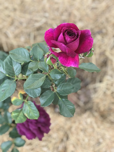 Rose Mauve - Photo gratuite sur Pixabay - Pixabay