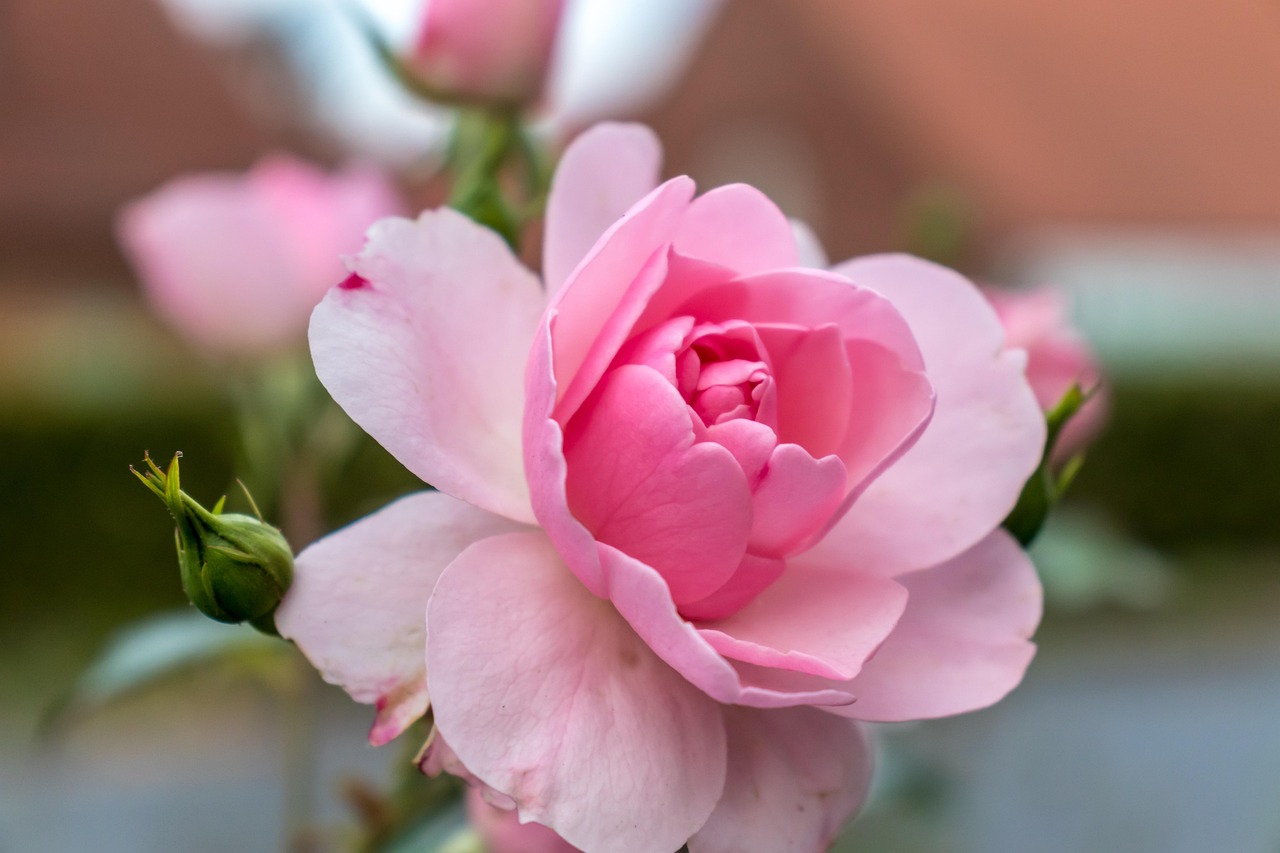 Rose Fleur La Nature Photo Gratuite Sur Pixabay