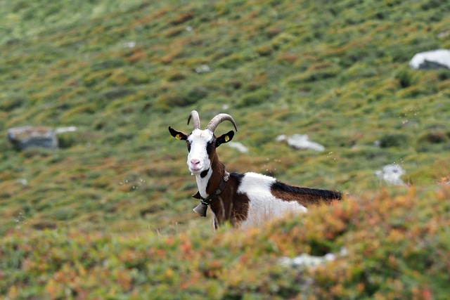 Chèvre La Nature Montagnes - Photo gratuite sur Pixabay - Pixabay