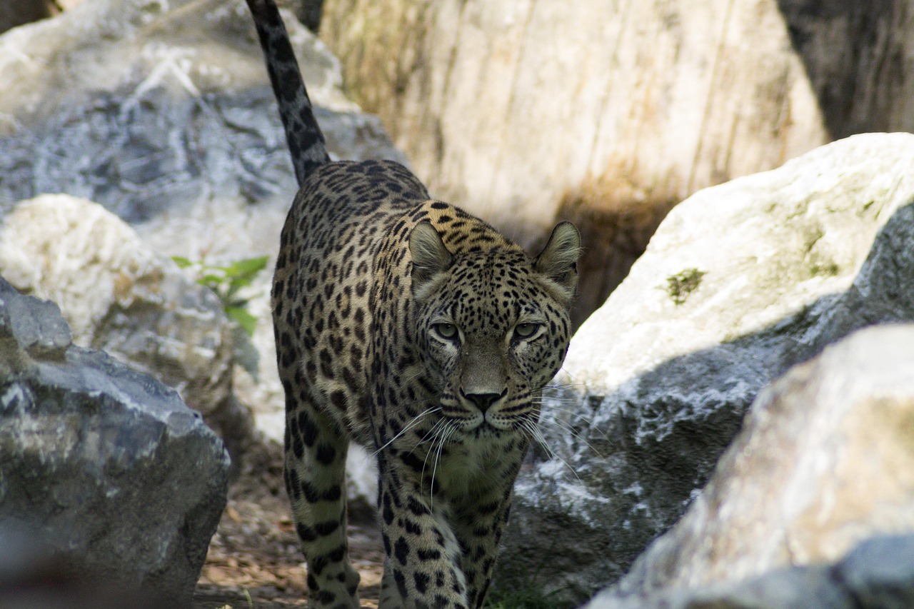 Big Cat Cheetah Predator - Free photo on Pixabay - Pixabay