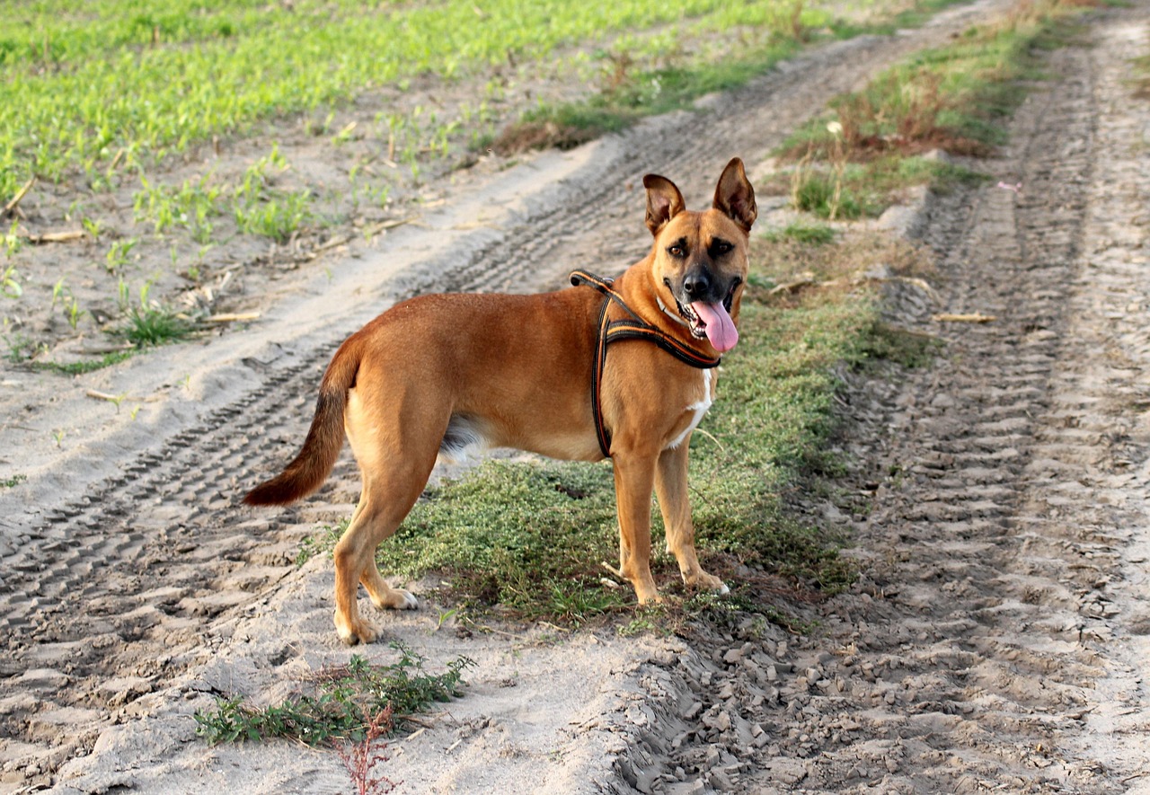 Dog Walk Field Road - Free photo on Pixabay - Pixabay