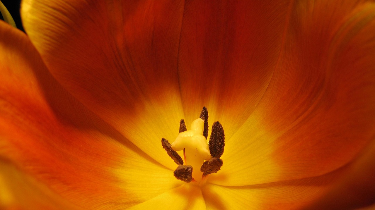 Bunga Tulp Putik Mekar - Foto gratis di Pixabay - Pixabay