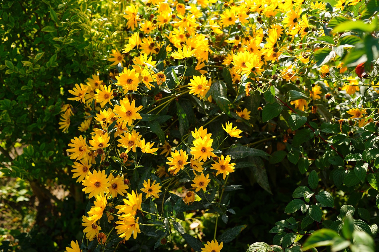 Çiçekler Sarı Kaba Coneflower Kara - Pixabay'de ücretsiz fotoğraf - Pixabay