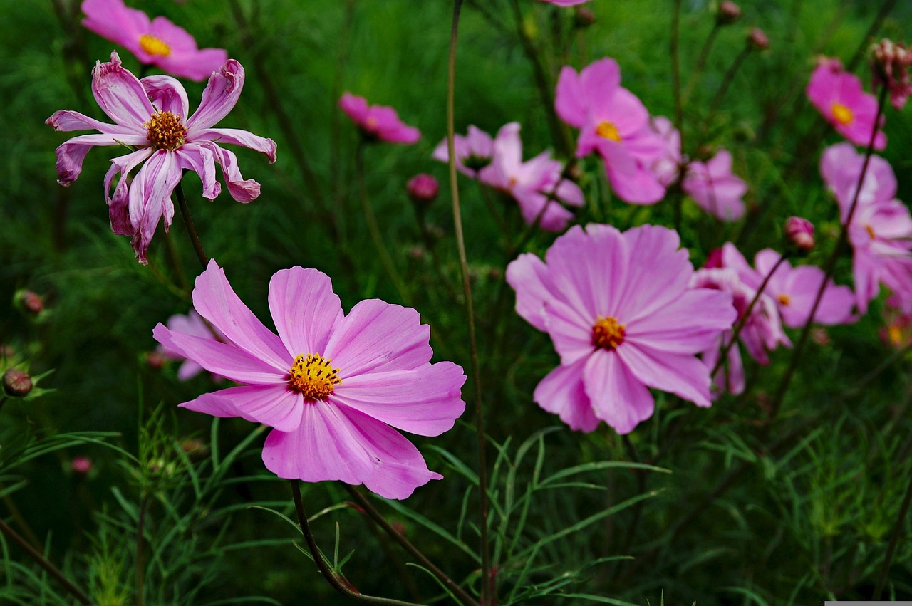 1,000+ Free Cosmos Flower & Nature Images - Pixabay