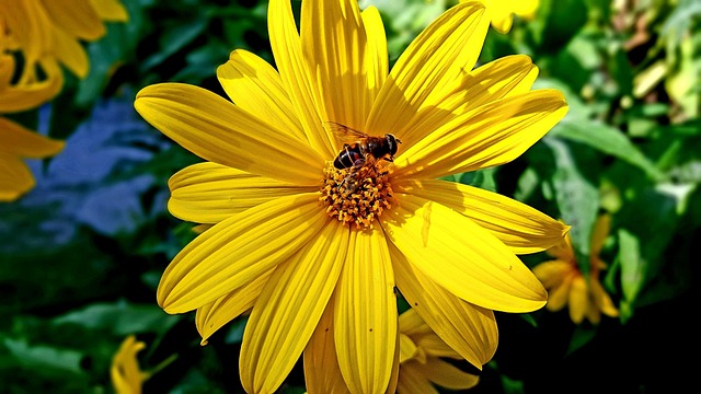Flower Yellow Hover Fly - Free photo on Pixabay - Pixabay