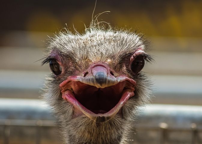 800+ kostenlose Lustiger Vogel und Lustig-Bilder - Pixabay