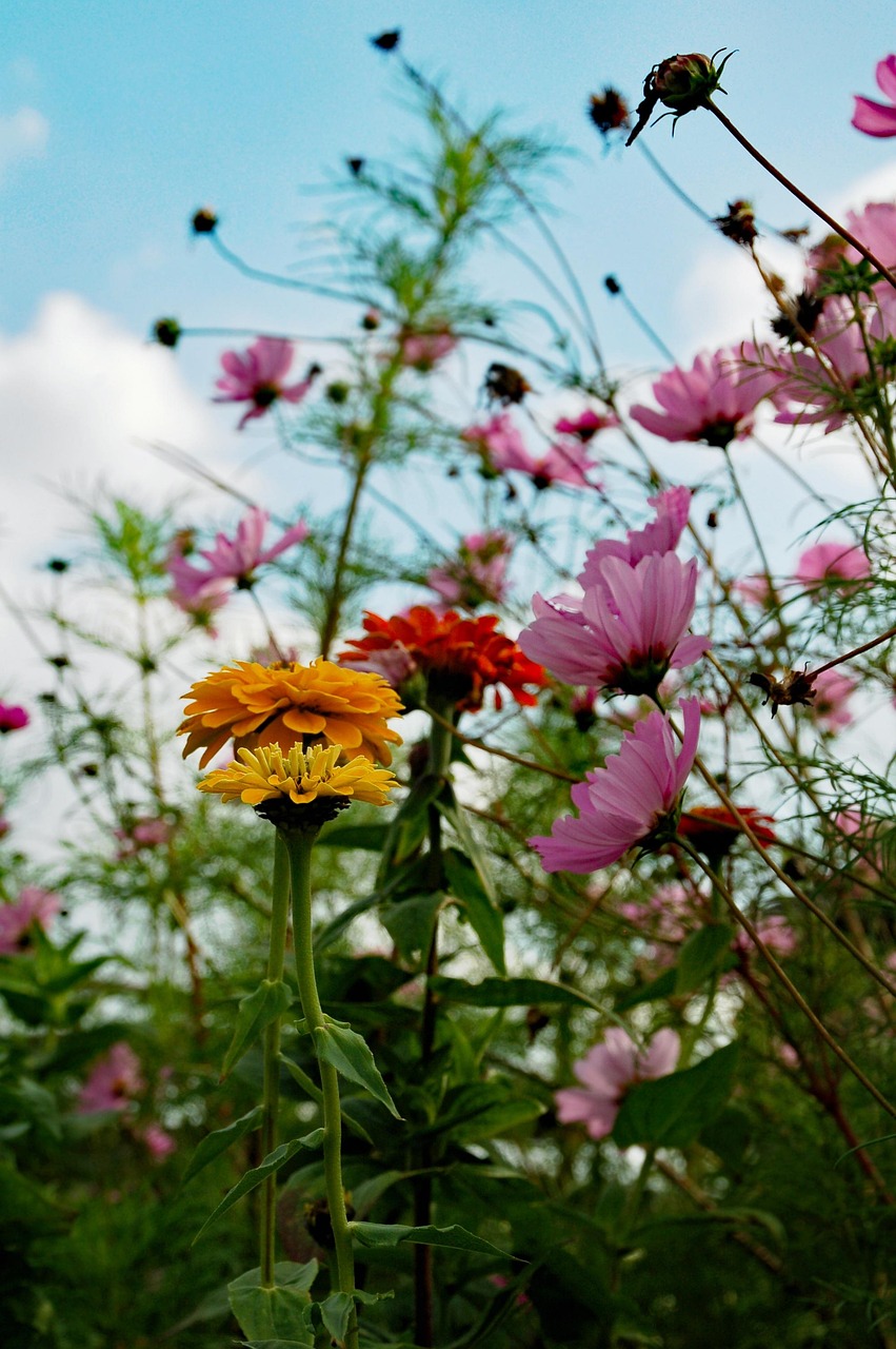 Fleurs Le Printemps Prairie Sur - Photo gratuite sur Pixabay - Pixabay