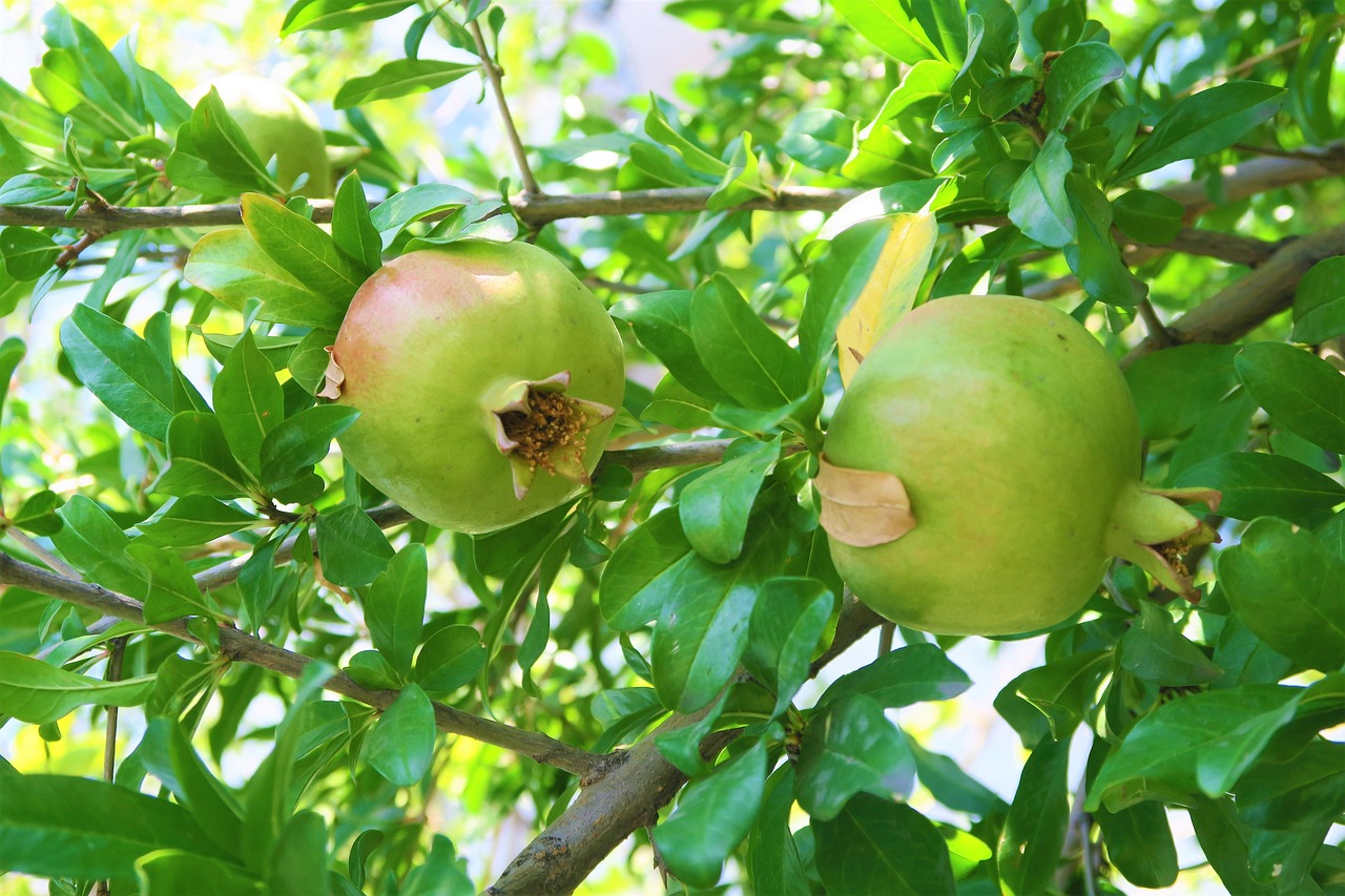 Granada Fruta Naturaleza - Foto gratis en Pixabay - Pixabay