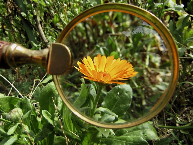 Loupe Fleur Orange Souci - Photo gratuite sur Pixabay - Pixabay