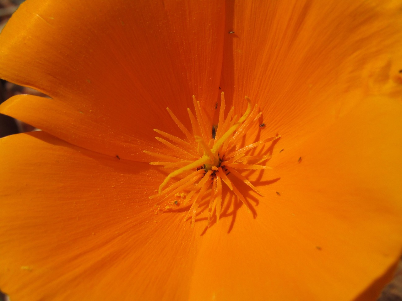 Flower Orange Escholtzia - Free photo on Pixabay - Pixabay
