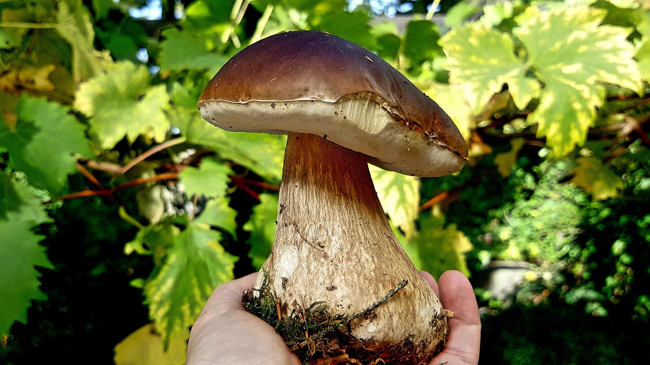 Mushroom Fall Nature - Free photo on Pixabay - Pixabay