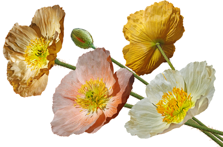 80+ Free Iceland Poppy & Poppy Images