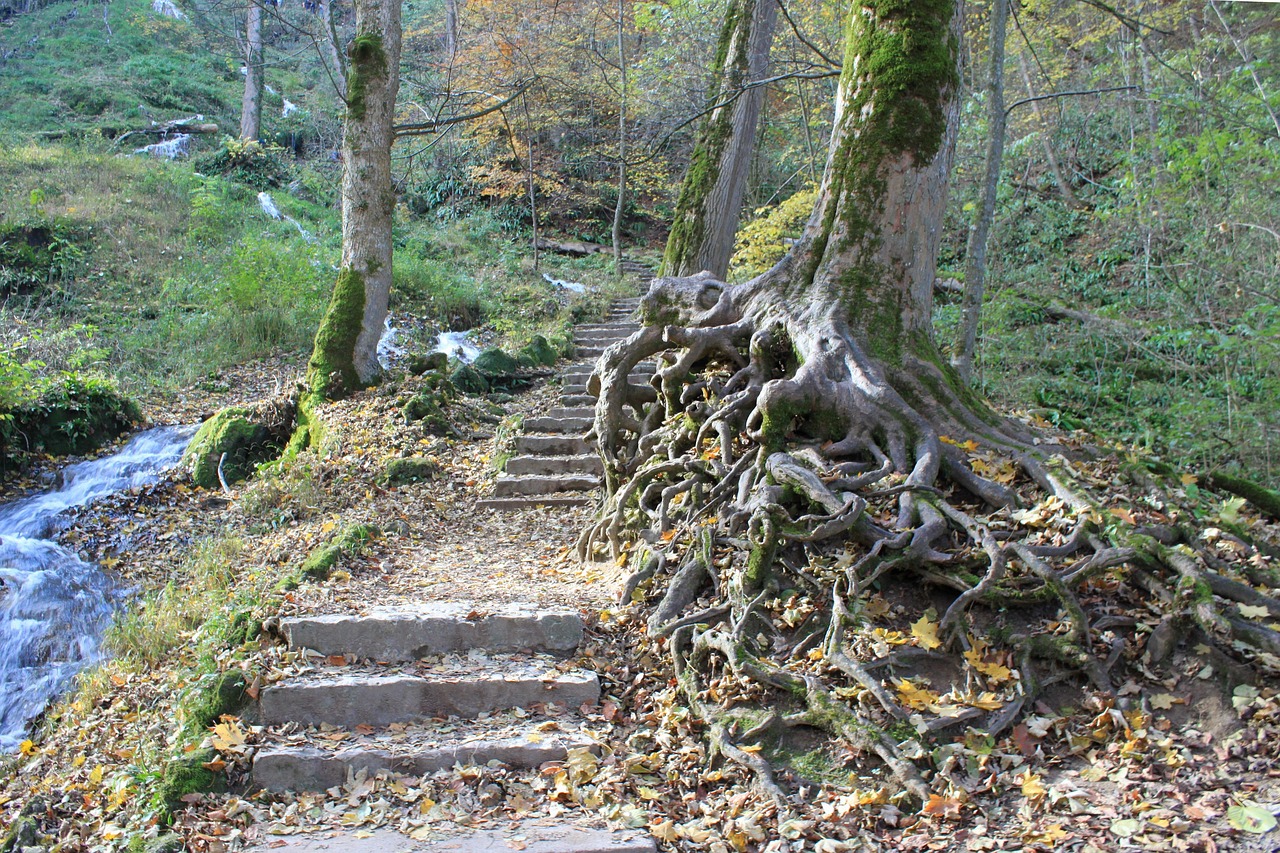Natur Wald Pfad - Kostenloses Foto auf Pixabay