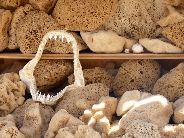Shark Sponge Sea - Free photo on Pixabay - Pixabay