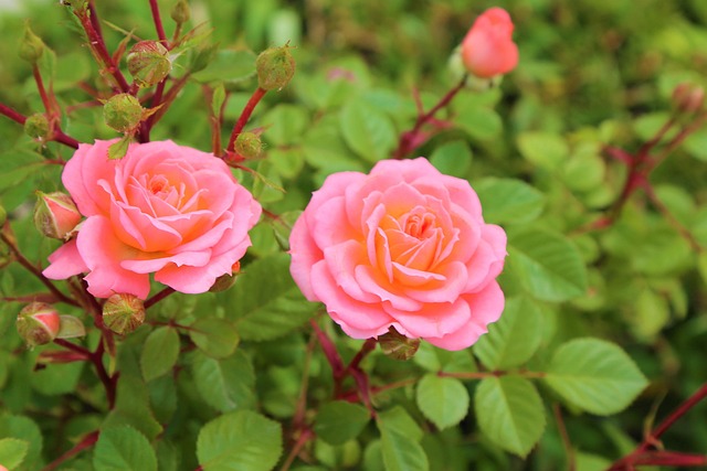 Rose Nature Flower - Free photo on Pixabay - Pixabay