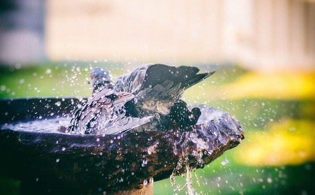 Pigeon Bath Bird - Free photo on Pixabay