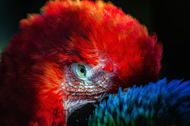 Parrot Red Eye - Free photo on Pixabay