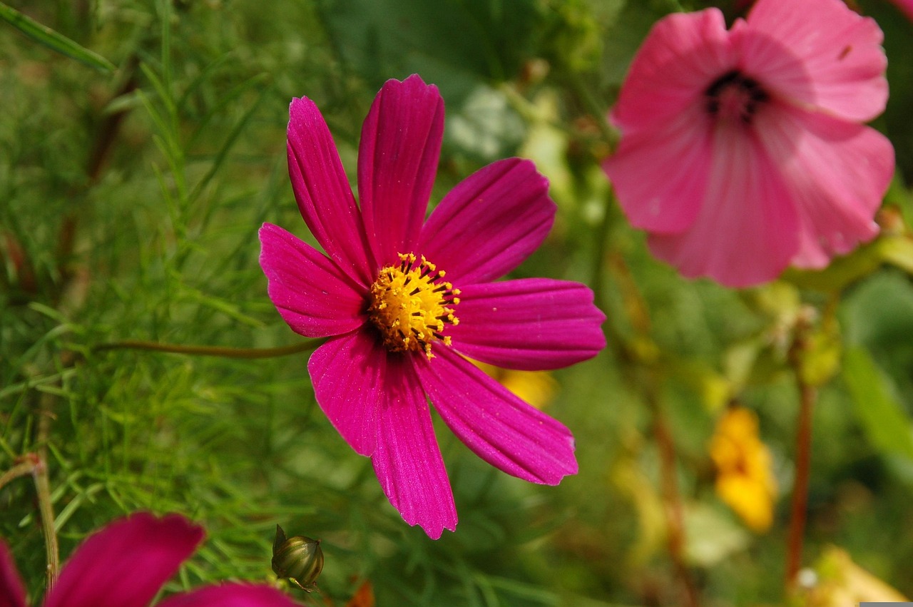 Cosmos Fleur Plantes - Photo gratuite sur Pixabay - Pixabay