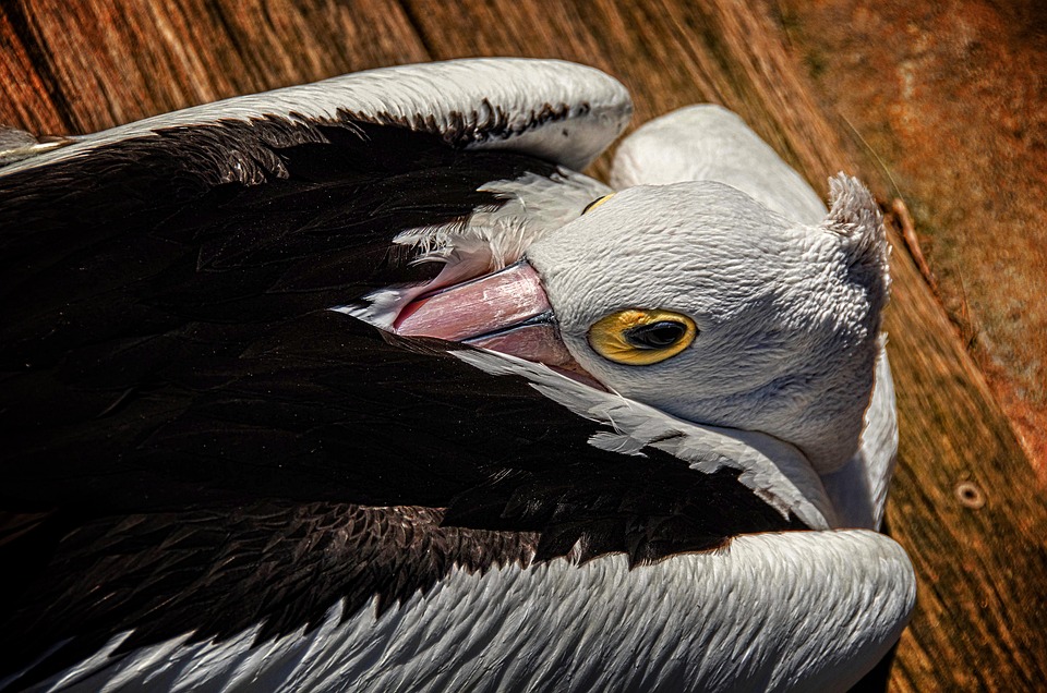 Pelikaani Australia Luonne - Ilmainen valokuva Pixabayssa - Pixabay