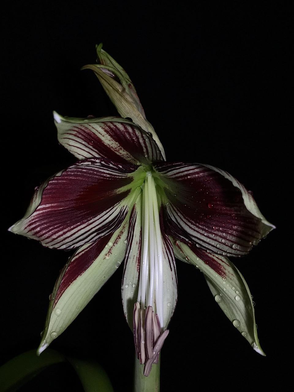 Lily Pistils Flourished - Free photo on Pixabay - Pixabay