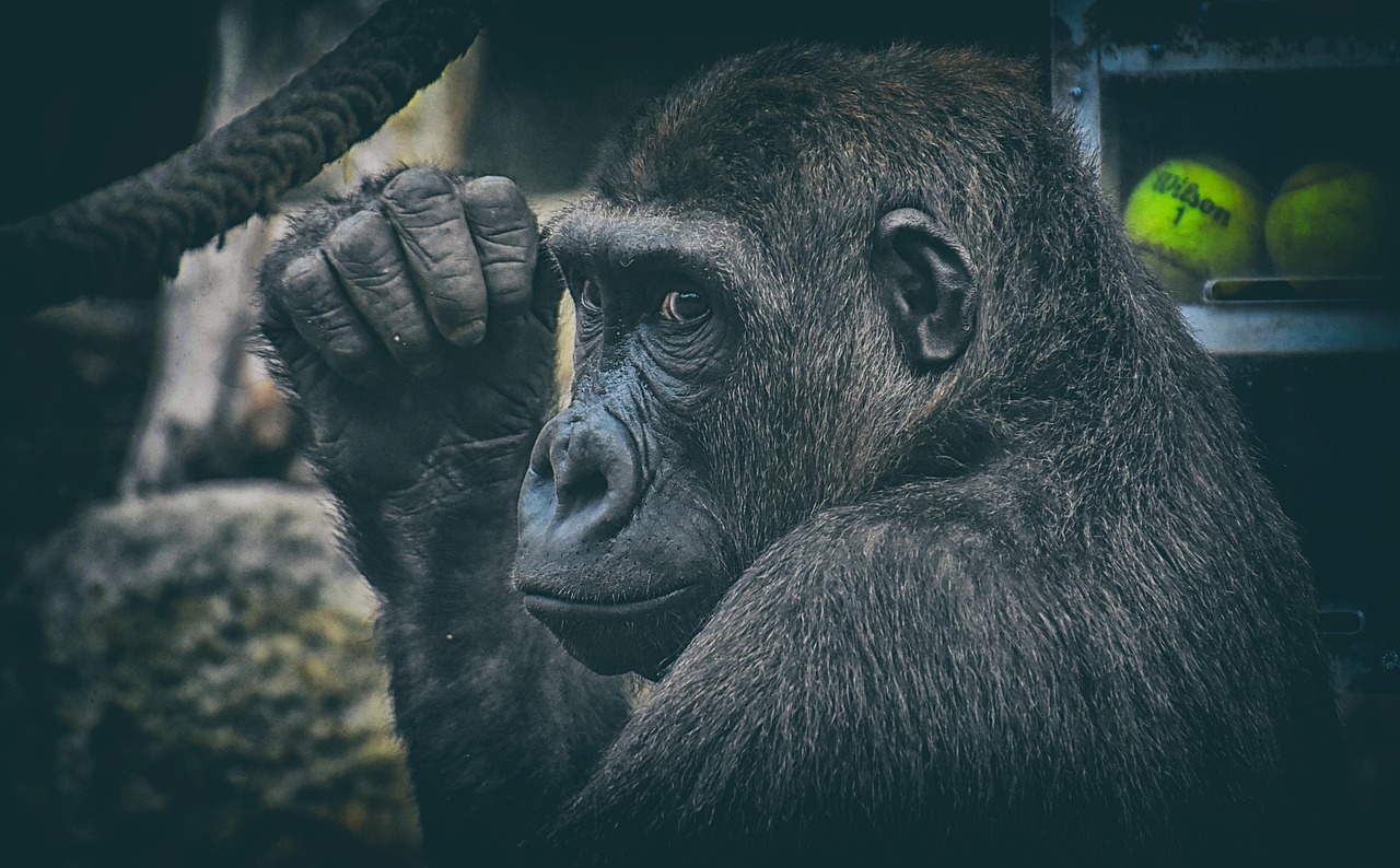 Gorilla Ape Animal Wild - Free photo on Pixabay - Pixabay