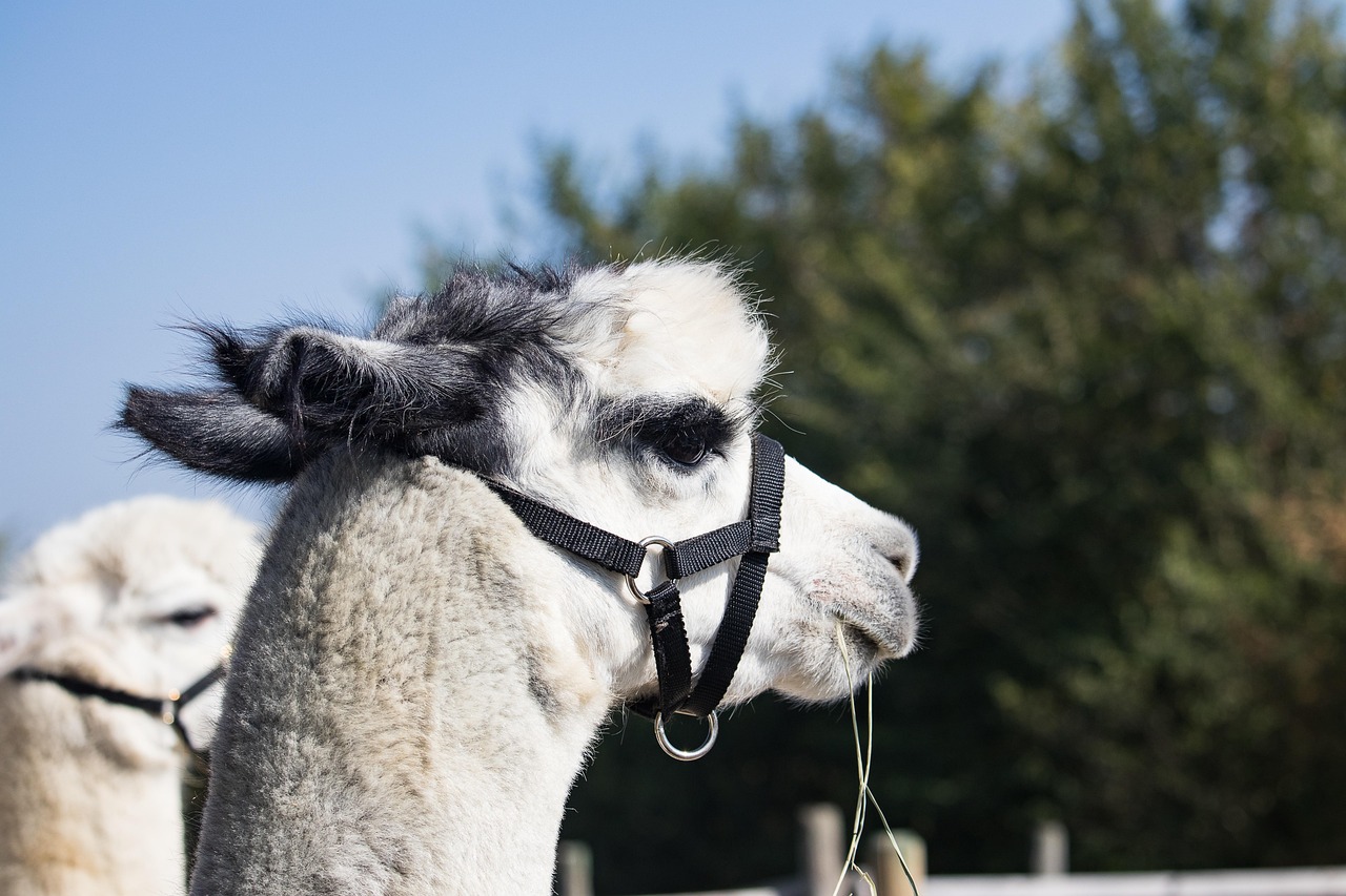 1,000+ Alpaca Pictures and Photos in HD - Pixabay