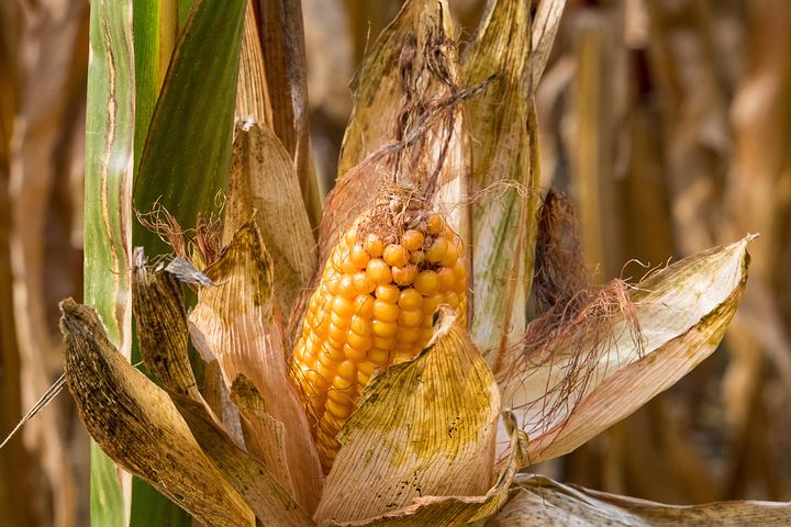 1,000+ Free Corn Field & Corn Photos - Pixabay