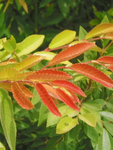 Frunze Portocale Verde - Fotografie gratuită pe Pixabay - Pixabay