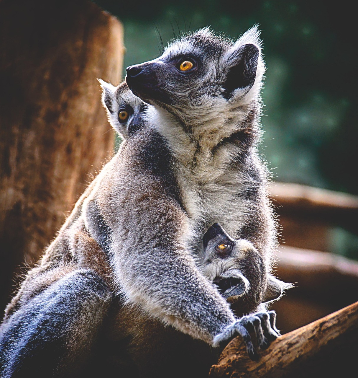 300+ Free Mama & Mother Photos - Pixabay