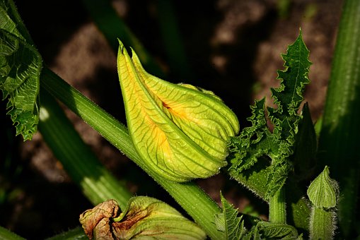 40+ Free Courgette & Zucchini Photos - Pixabay