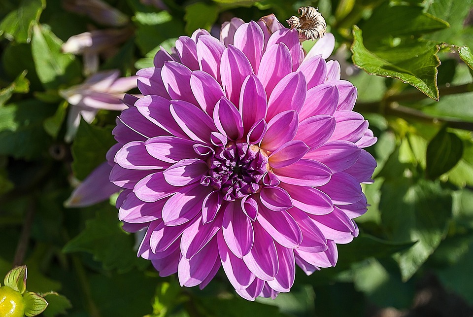 Dahlia Bunga Blossom - Foto gratis di Pixabay - Pixabay