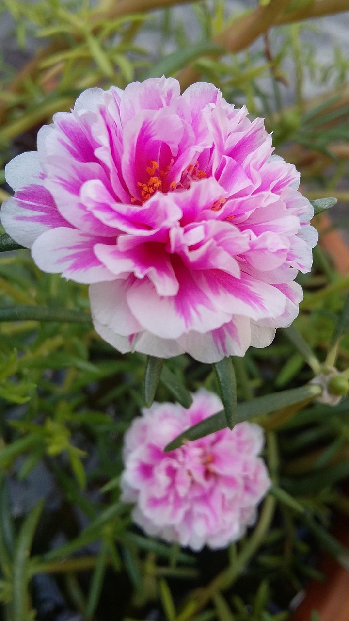 Portulaca Grandiflora Rose Blossom - Free photo on Pixabay - Pixabay