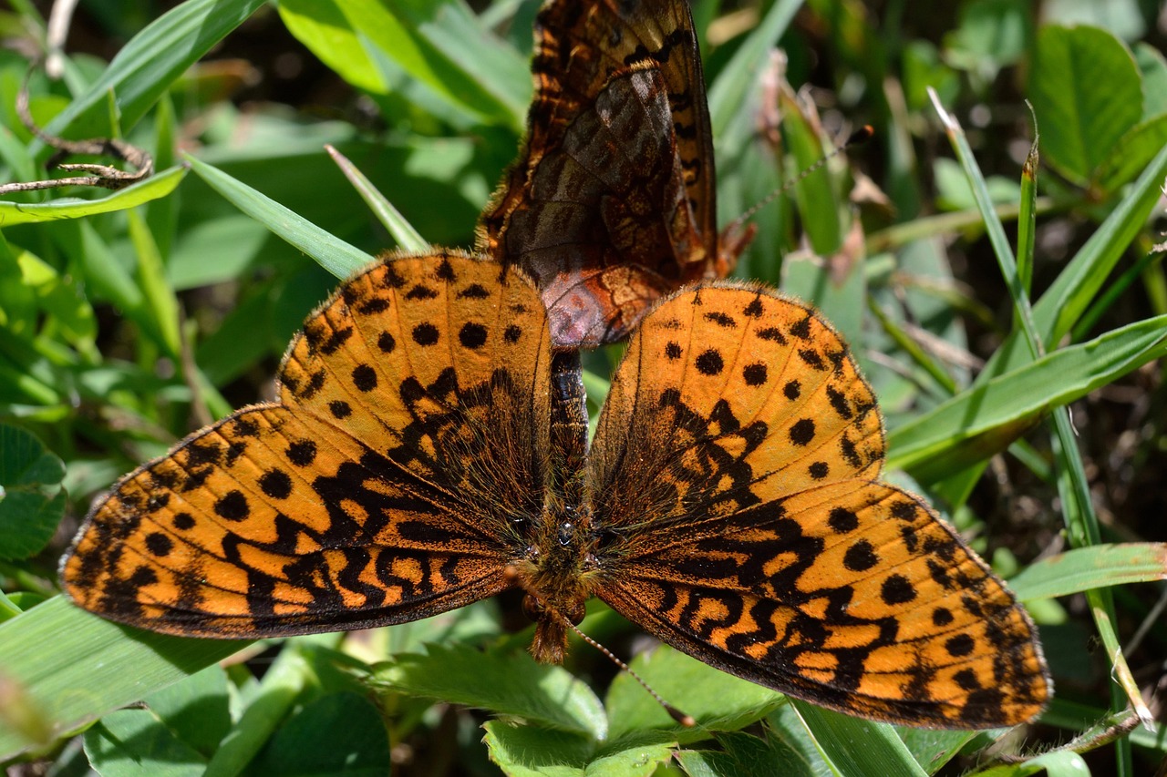 Mariposas Insectos Apareamiento - Foto gratis en Pixabay - Pixabay