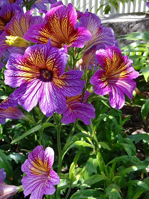 Flower Blooming Violet - Free photo on Pixabay