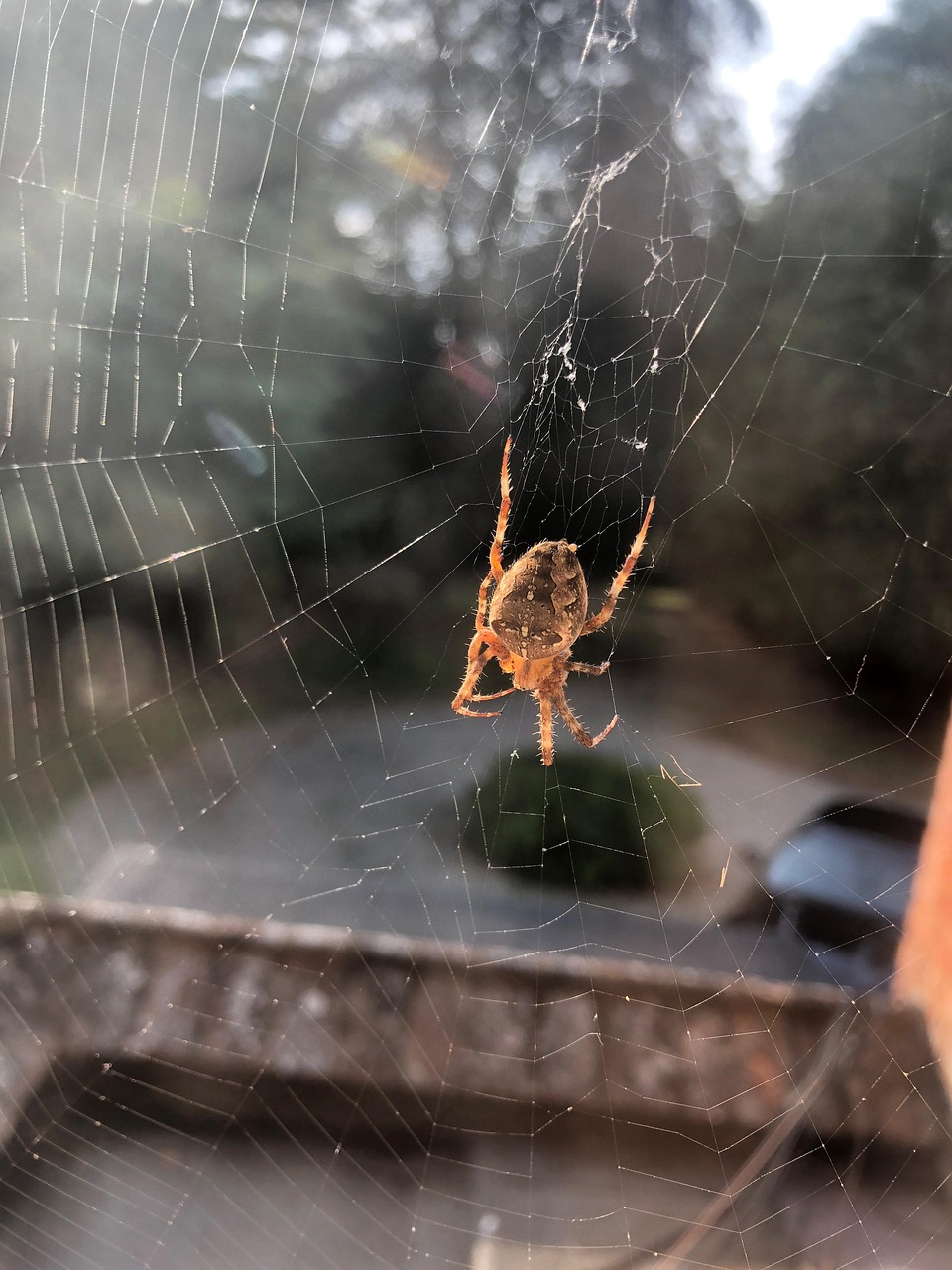 Spider Web Scary - Free photo on Pixabay - Pixabay