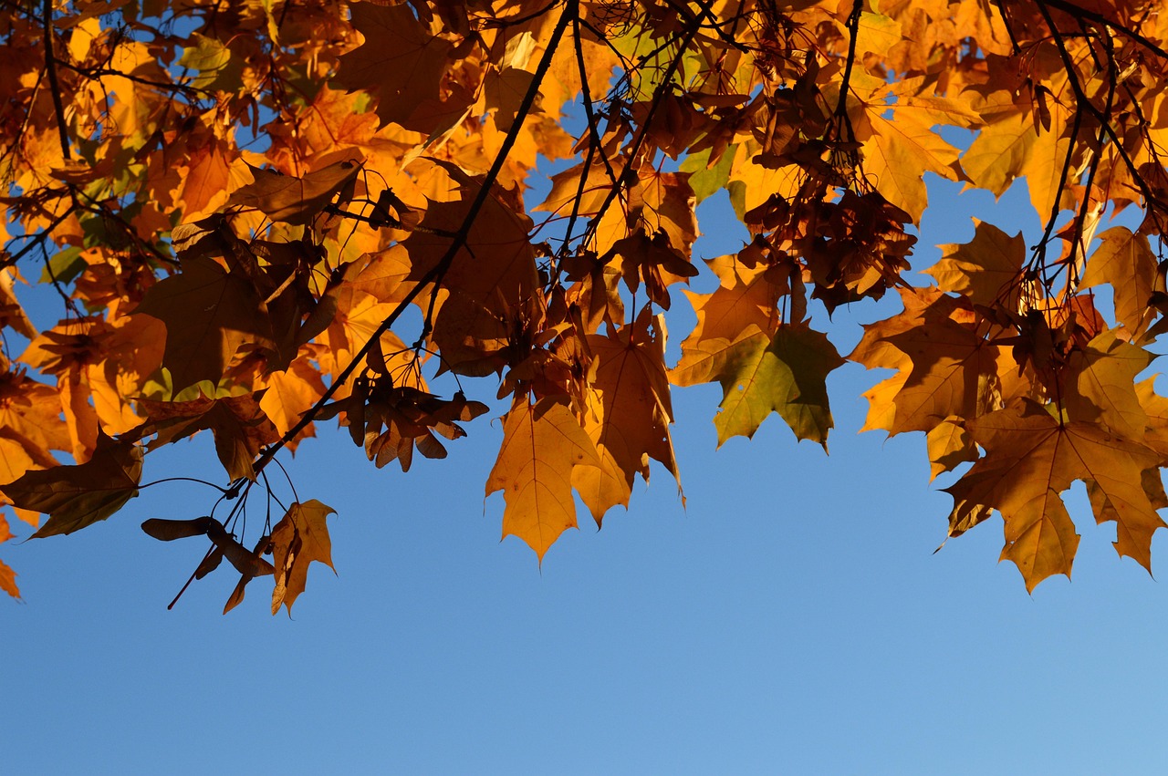 Autumn Tints Fall - Free photo on Pixabay - Pixabay