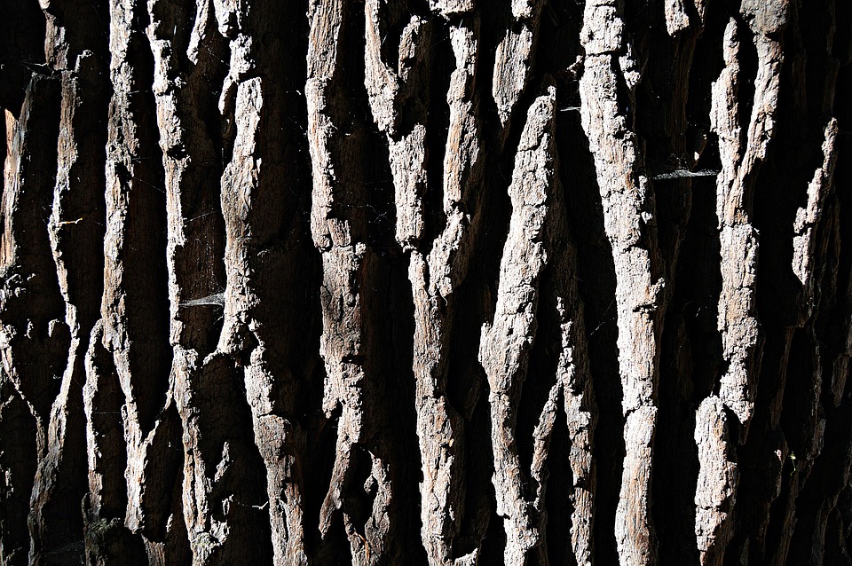 Arbre Aboyer La Nature - Photo gratuite sur Pixabay - Pixabay