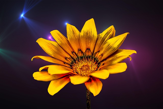 ดอกไม้ Gérbel ดอกไม้สีเหลือง - ภาพฟรีบน Pixabay - Pixabay