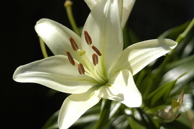 Lis Fleur Nature - Photo gratuite sur Pixabay - Pixabay