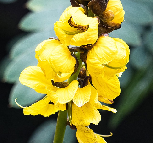 Blossom Bloom Plant - Free photo on Pixabay