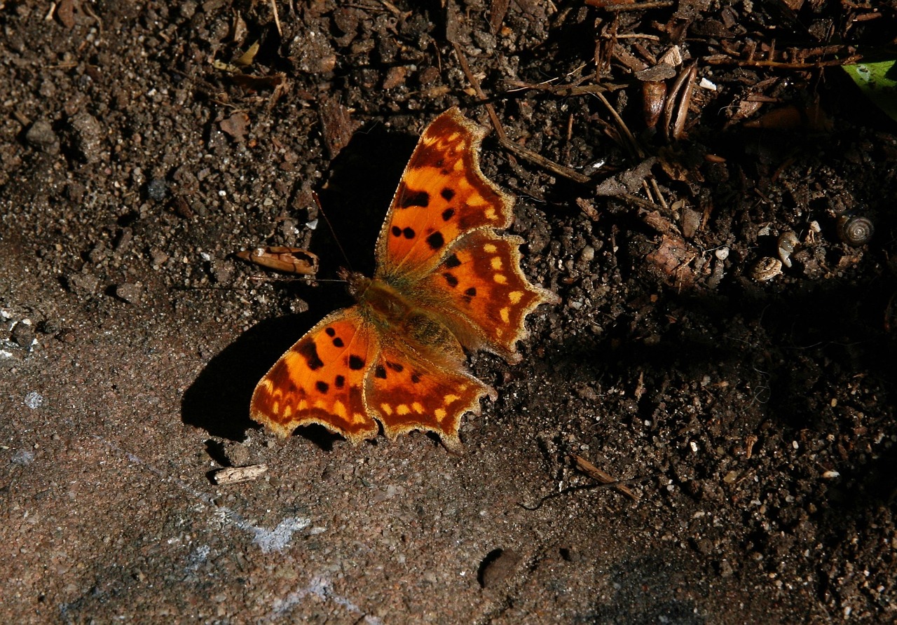 Insect Butterfly C Falter - Free photo on Pixabay - Pixabay