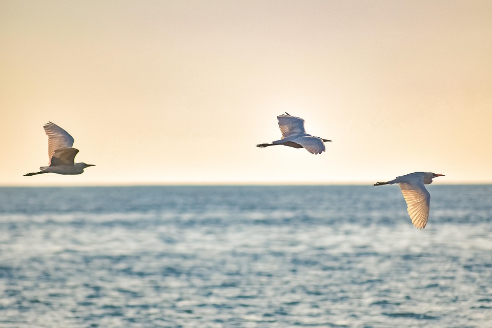 Burung Laut Penerbangan Alam - Foto gratis di Pixabay - Pixabay