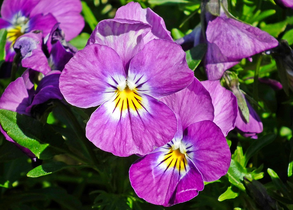 Flowers Pansies Garden - Free photo on Pixabay