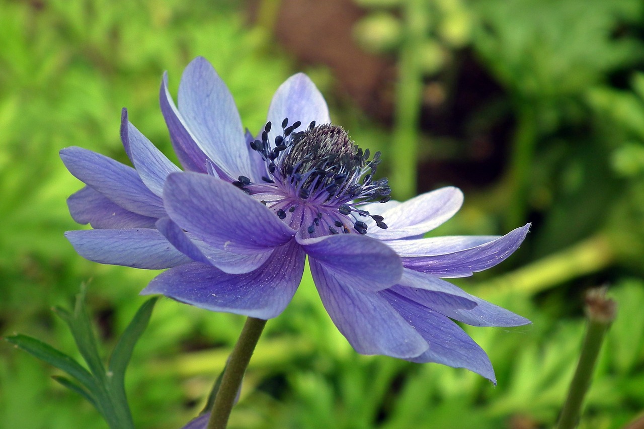 Flor Anémona Azul - Foto gratis en Pixabay